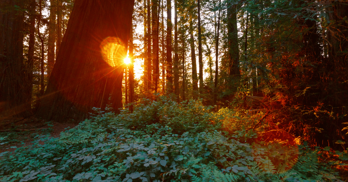 Redwood National Park The Complete Guide in 2025 | North of Bleu