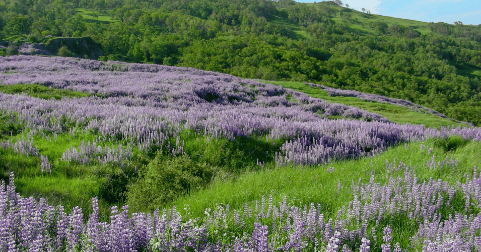 Redwood National Park The Complete Guide in 2025 | North of Bleu