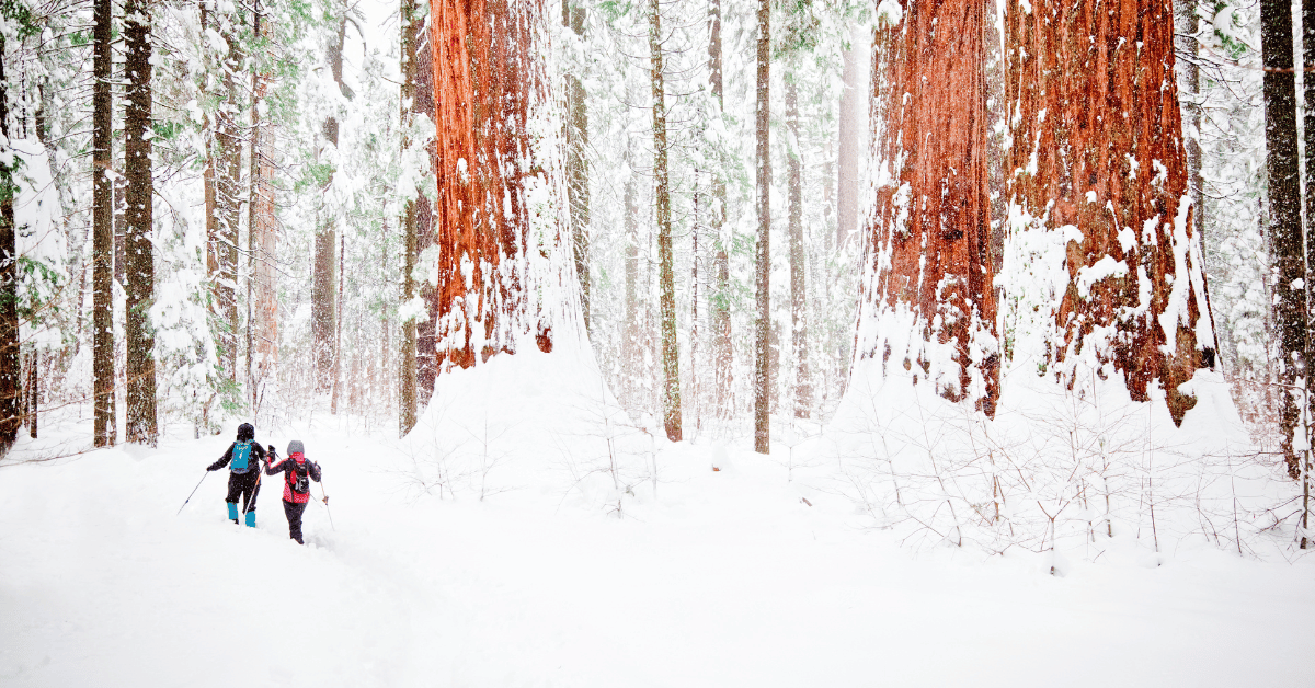 Redwood National Park The Complete Guide in 2025 | North of Bleu